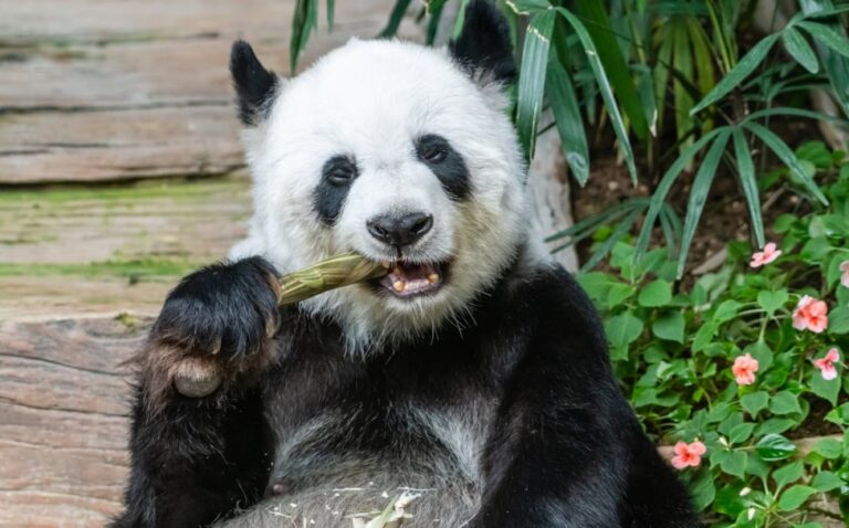 Nowa mieszkańka wrocławskiego zoo - mała panda ruda już czeka na ...